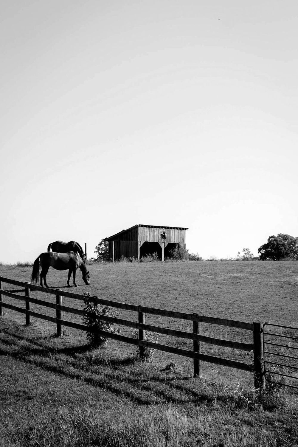 History - Patterson Farms